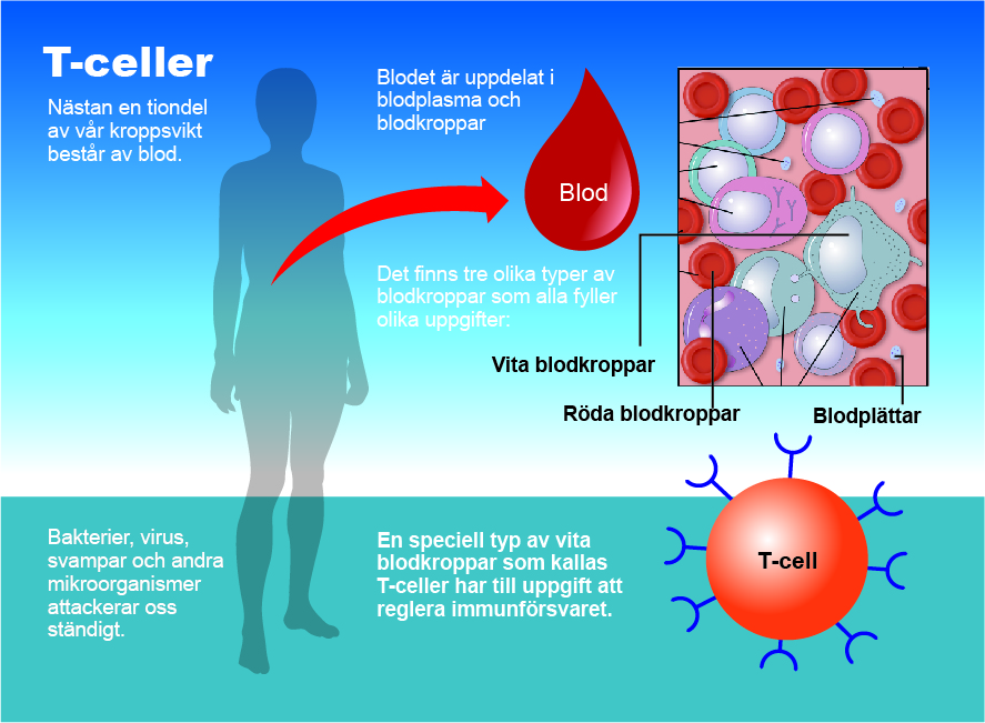 PSO_6_2019_sid 14-19_ Bild T-celler funktion - Psoriasisförbundet